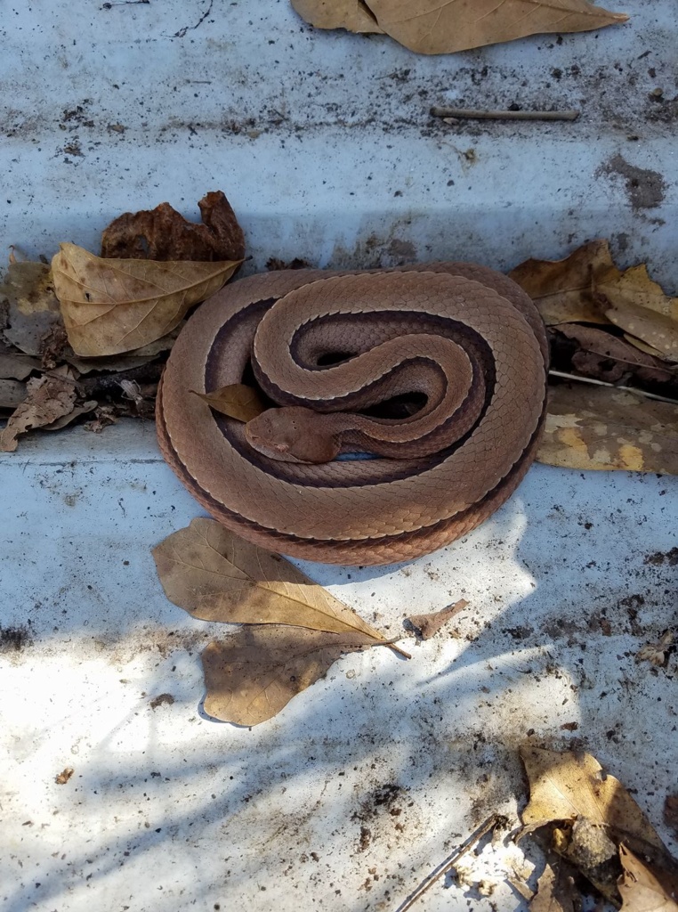 Field Herping ~ Tips & Tricks – LearnAboutCritters.org