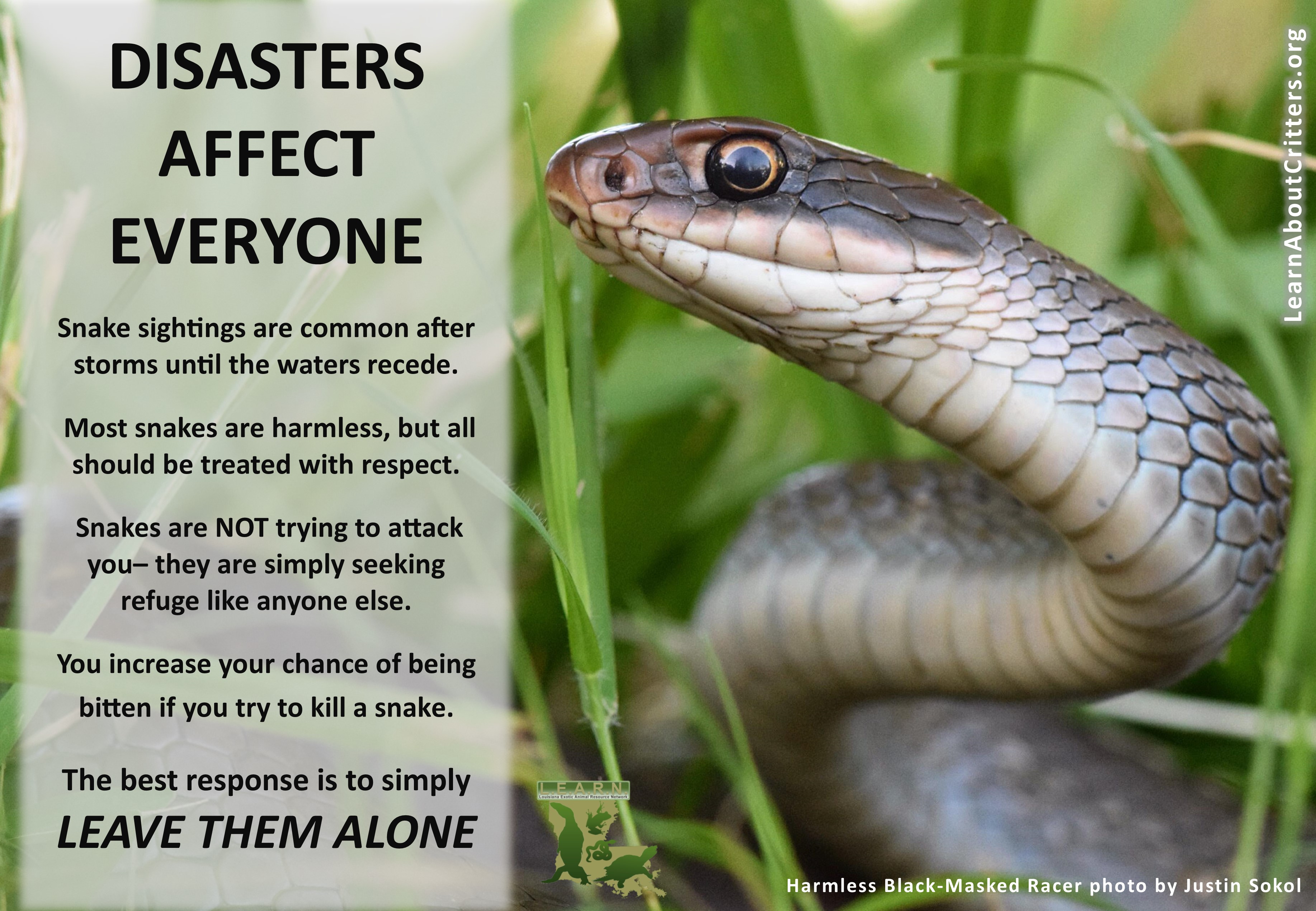 floodsnake - LearnAboutCritters.org