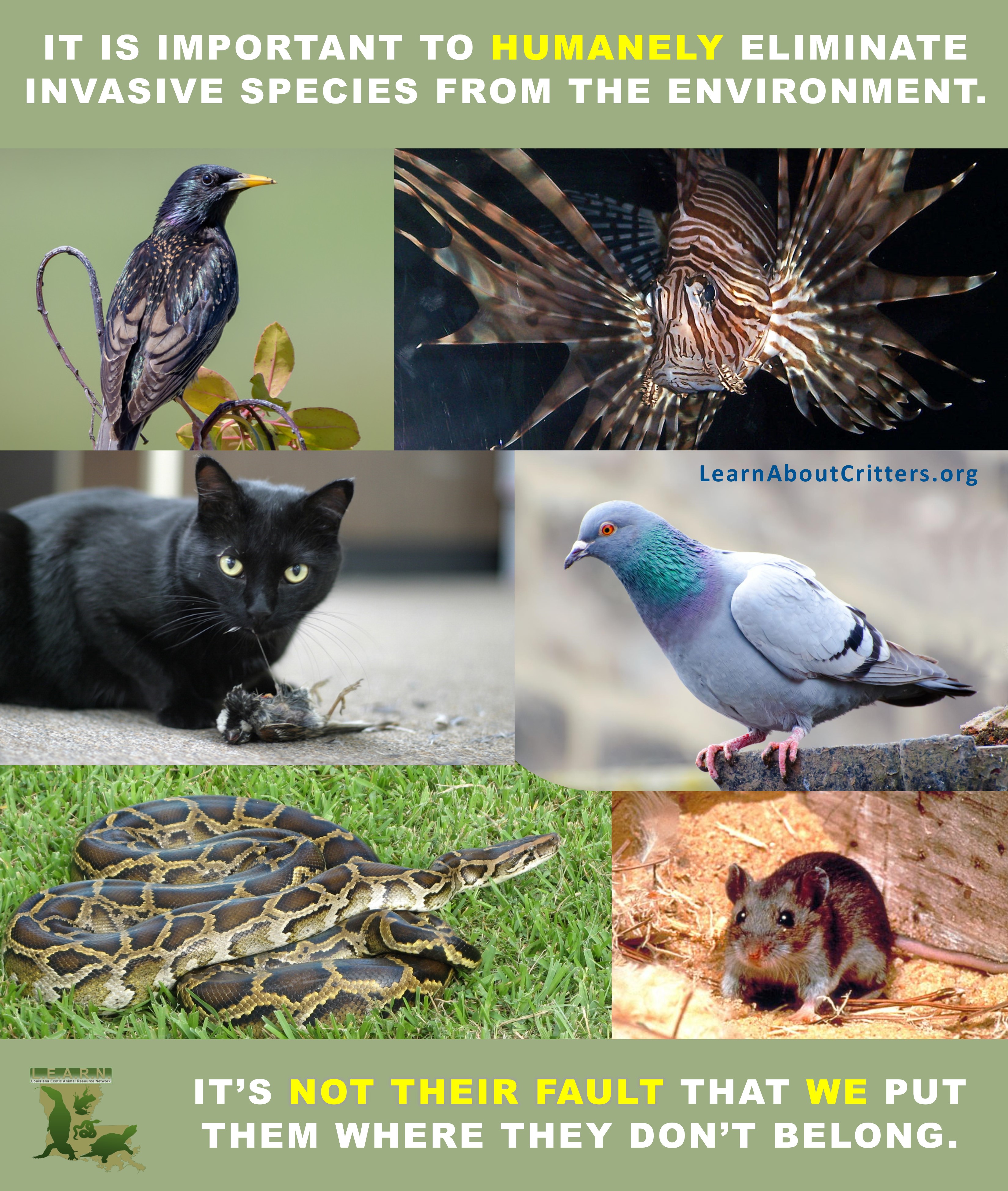 Memes - LearnAboutCritters.org